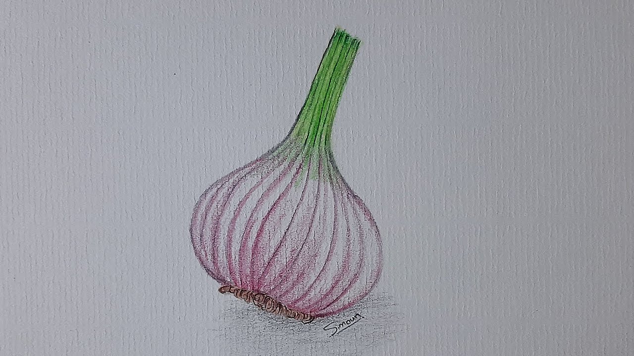 How to Draw Garlic | Garlic Drawing | Vegetable Drawing - YouTube