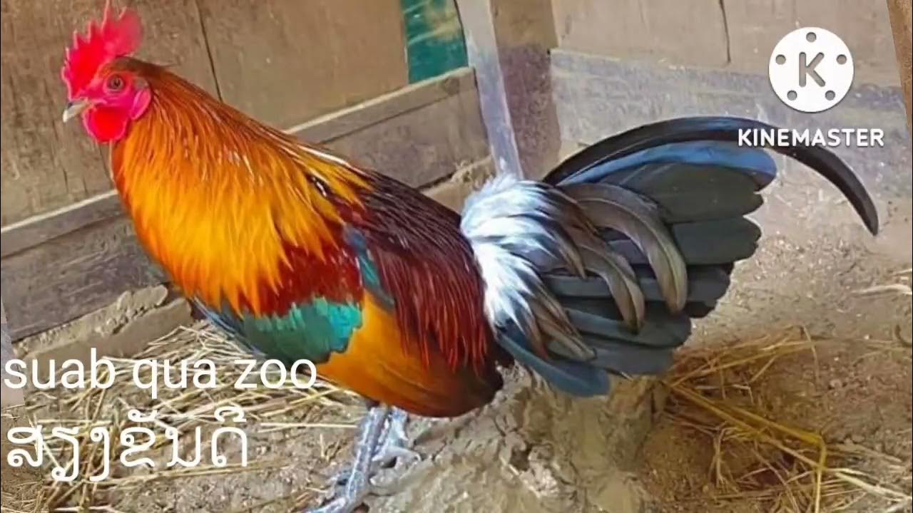 suab qaib qua zoo :2022 - YouTube