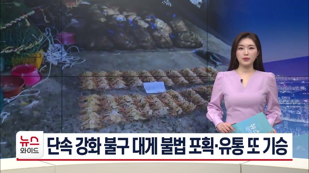 단속 강화 불구 대게 불법 포획·유통 또 기승 Hcn 경북방송 Youtube