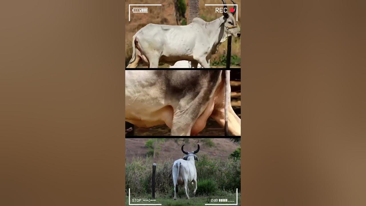 🔴 GUZERAT CATTLE BREED Biggest Bulls And Cow #bulls #cows #guzerat - YouTube