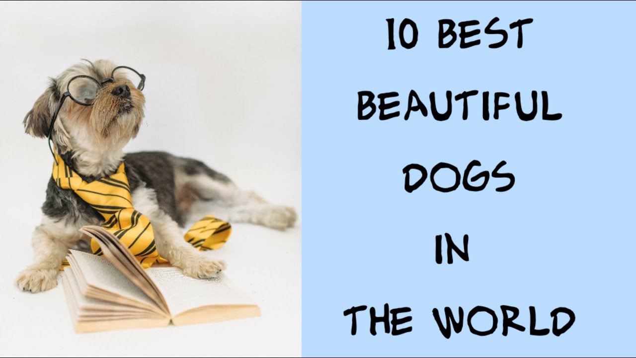 Dogs: Top 10 Most Beautiful Dog Breeds - YouTube