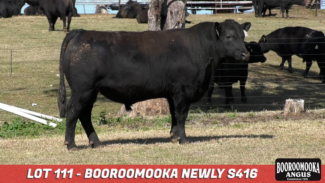 LOT 111 NGM21S416 - YouTube