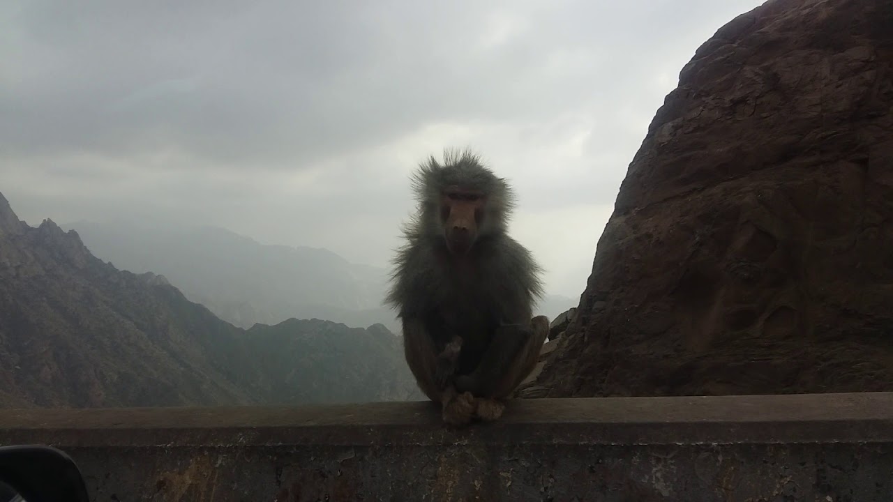 Monkey in Ksa - YouTube