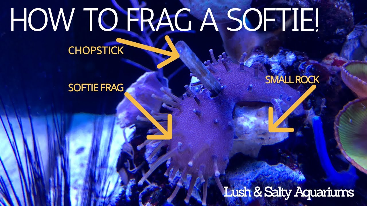 Fragging soft coral is easy and it works! - YouTube