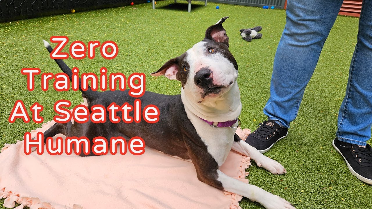 Zero Training At Seattle Humane - YouTube