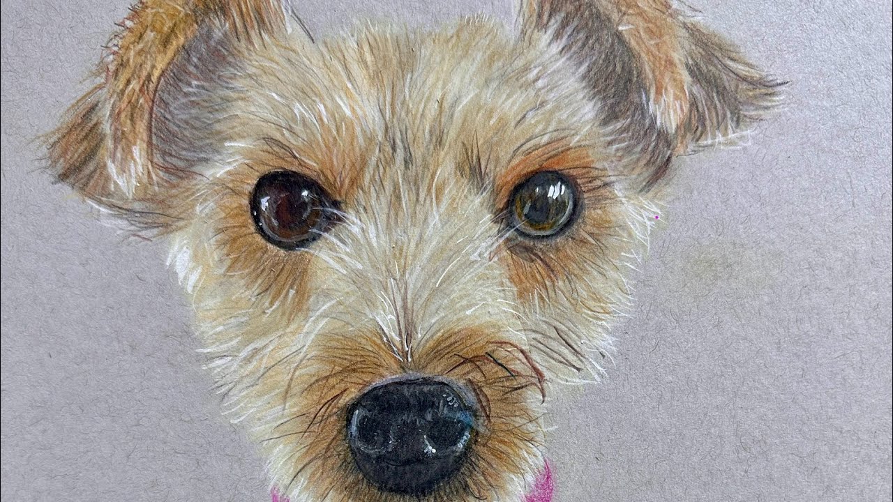 229. CP Drawing of Rory #dogdrawing #dogportrait #colorpencil # - YouTube
