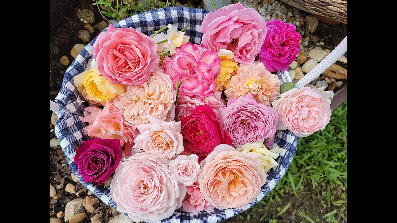 40 roses comparison and quick reviews, October 2021 - YouTube