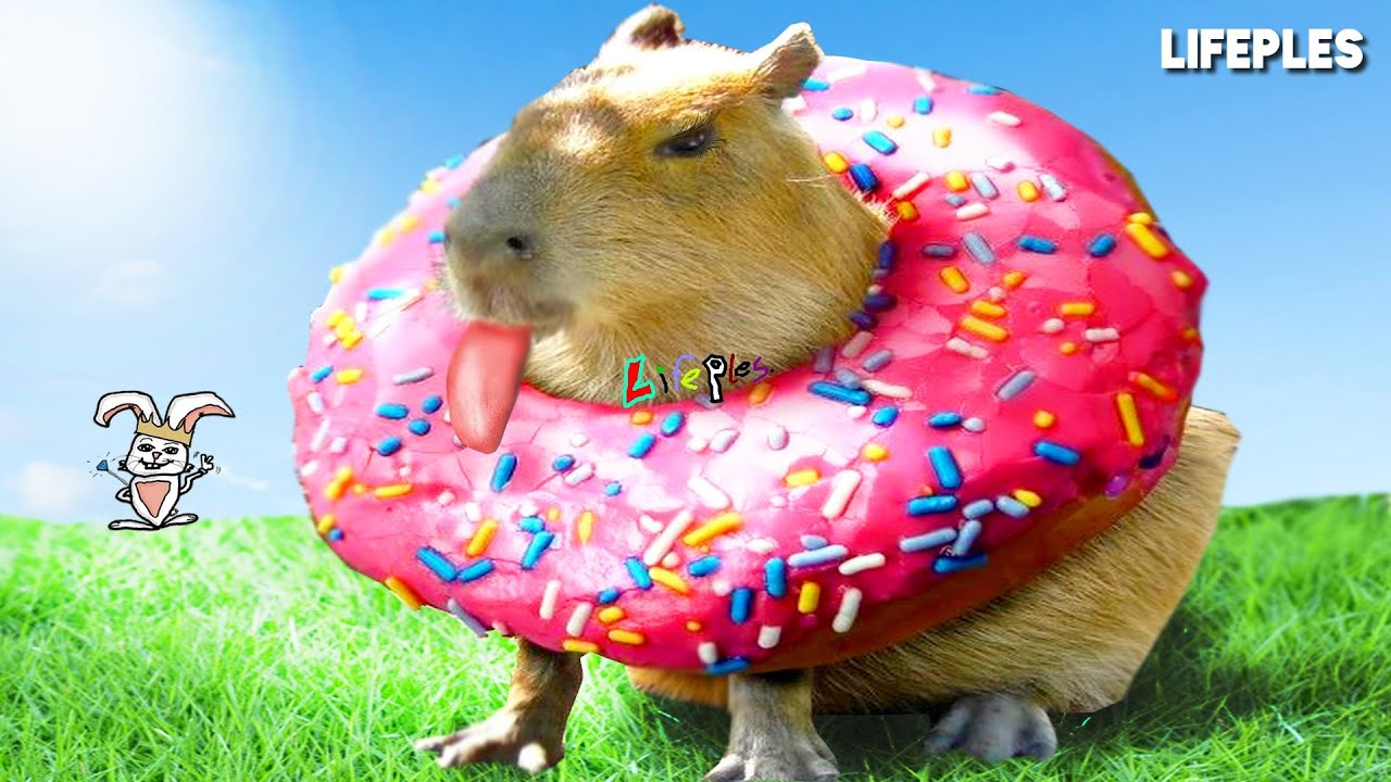 CAPYBARA MEME COMPILATION ! - YouTube