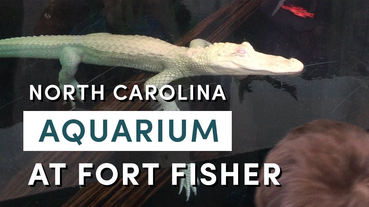 Carolina Beach State Park & North Carolina Aquarium at Fort Fisher - RV ...