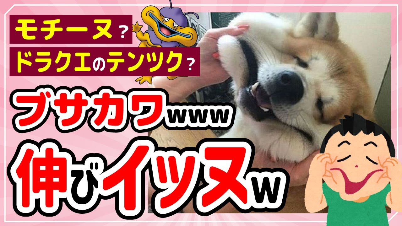 【2ch動物スレ】イッヌの面白写真でスレ民が大喜利大会、パート3wwww【犬編】 - YouTube