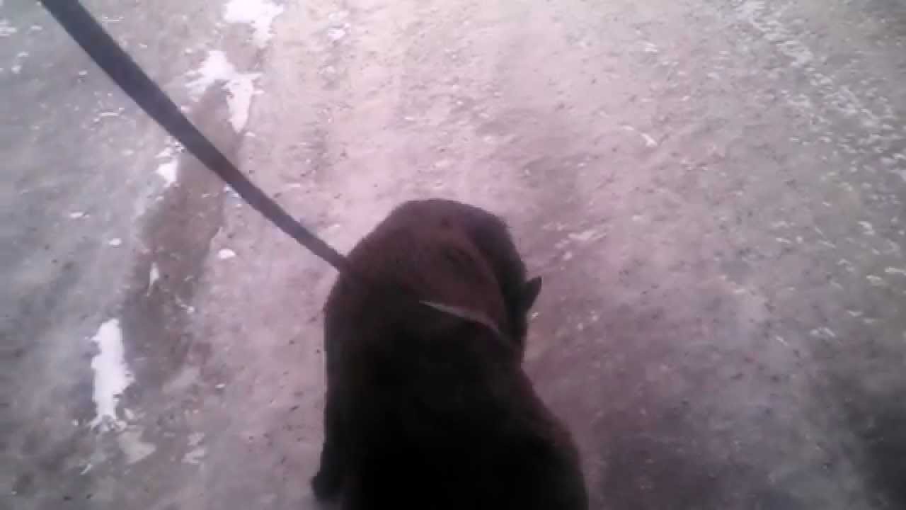 East European shepherd 7 months tracking dog 3.3.2013 - YouTube