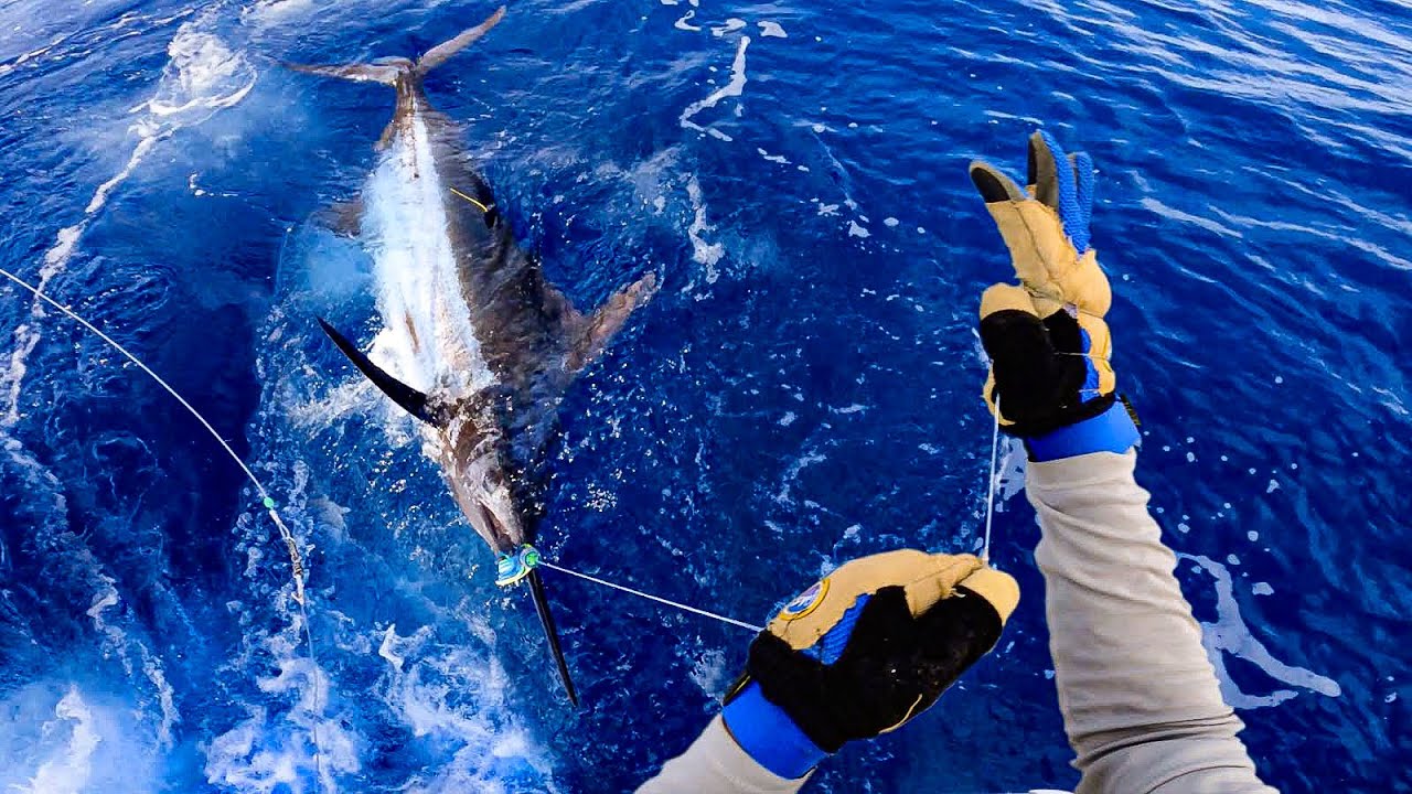 Monster Blue Marlin On The Leader! - YouTube