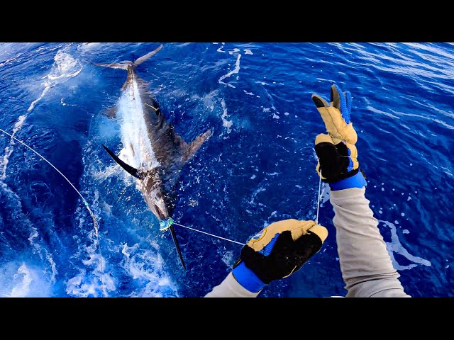 Giant Blue Marlin Fishing
