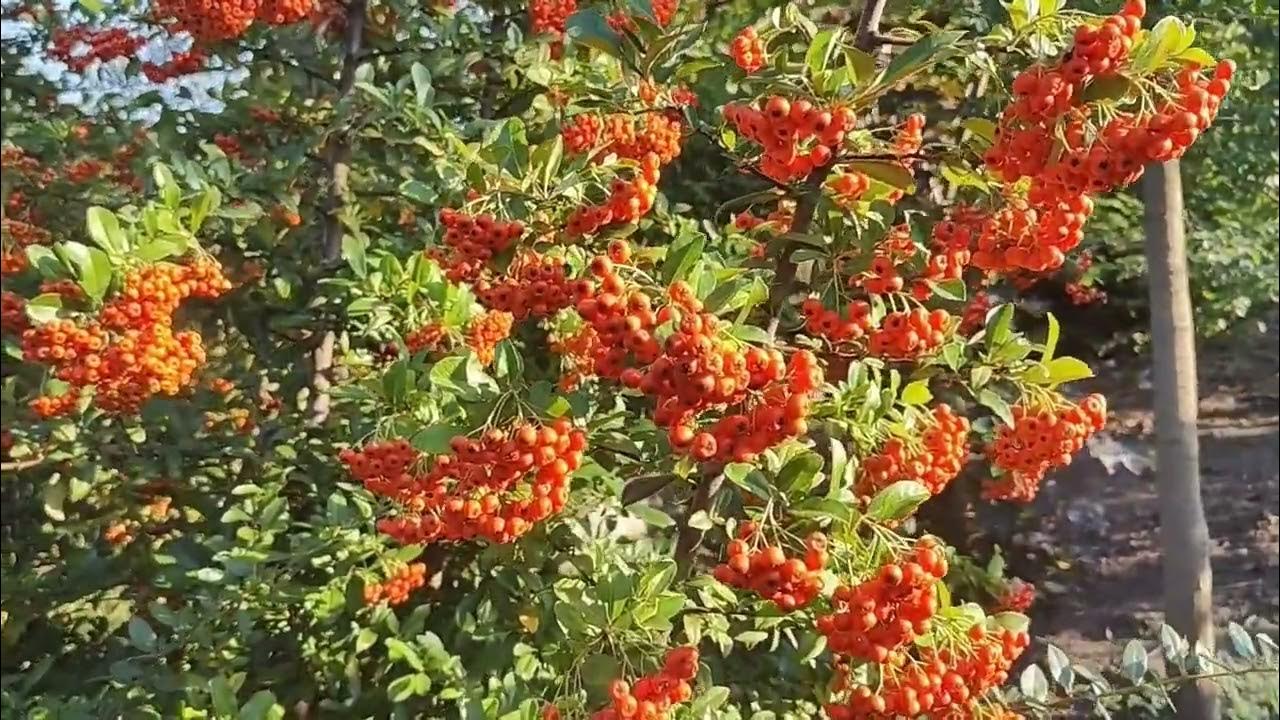 Піраканта оранж чармер та солей де оро. Красуні з шипами 🤗🥰 - YouTube