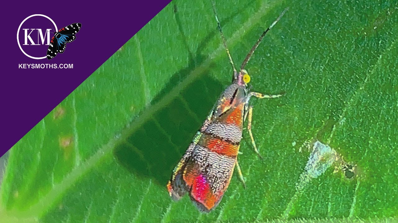 METALLIC MOTHS IN MY BACK YARD - YouTube