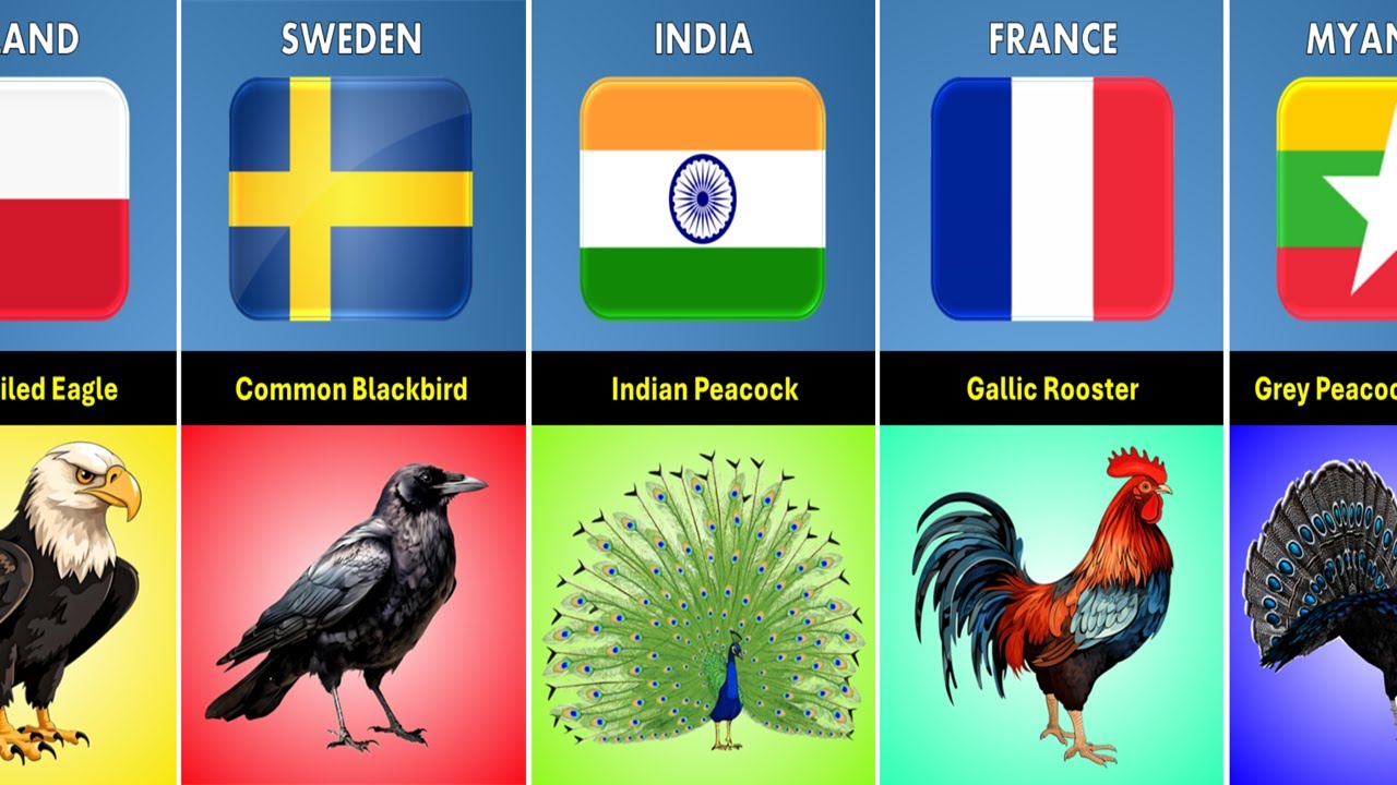 List National Birds From Different Countries - YouTube