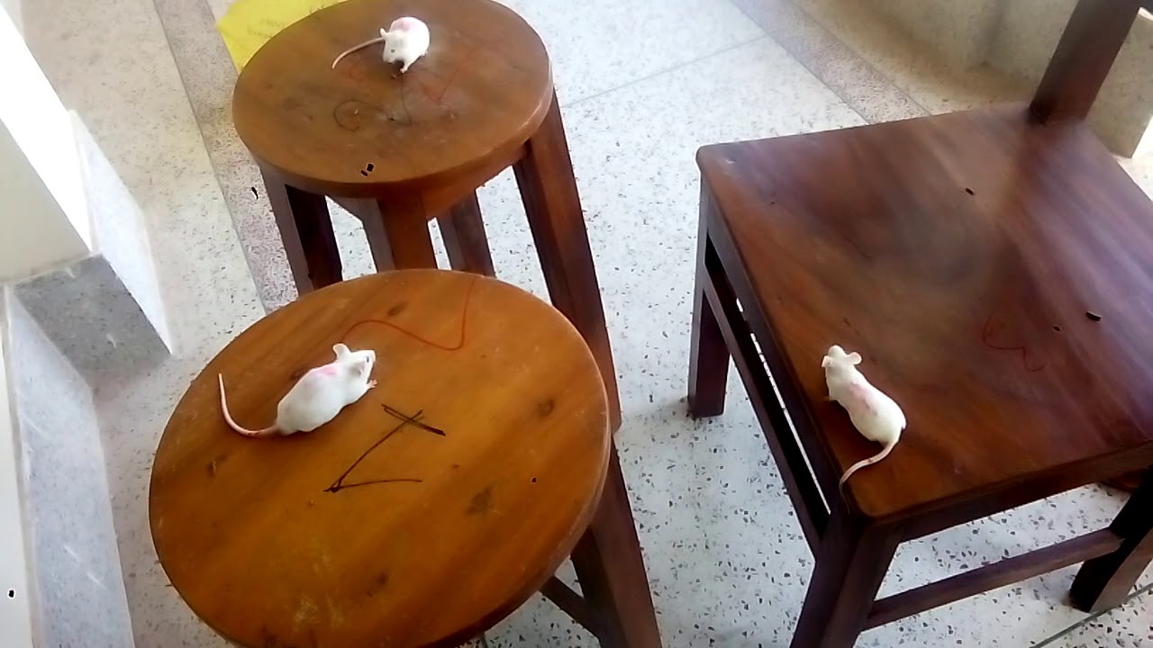 Analgesic activity observing of mice - YouTube