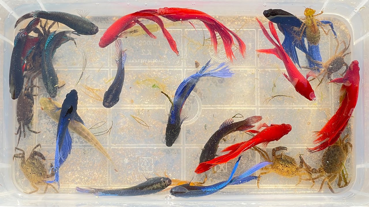 Amazing Weekend Founding Many Beautiful Color Betta Fish, Crap, small ...