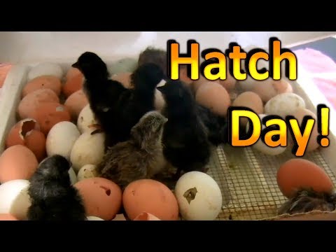 How to Hatch Chicken Eggs (Part 6)  Chicks are Hatching and going into the Brooder!
