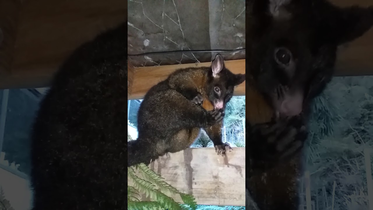 Mouse the Possum - YouTube