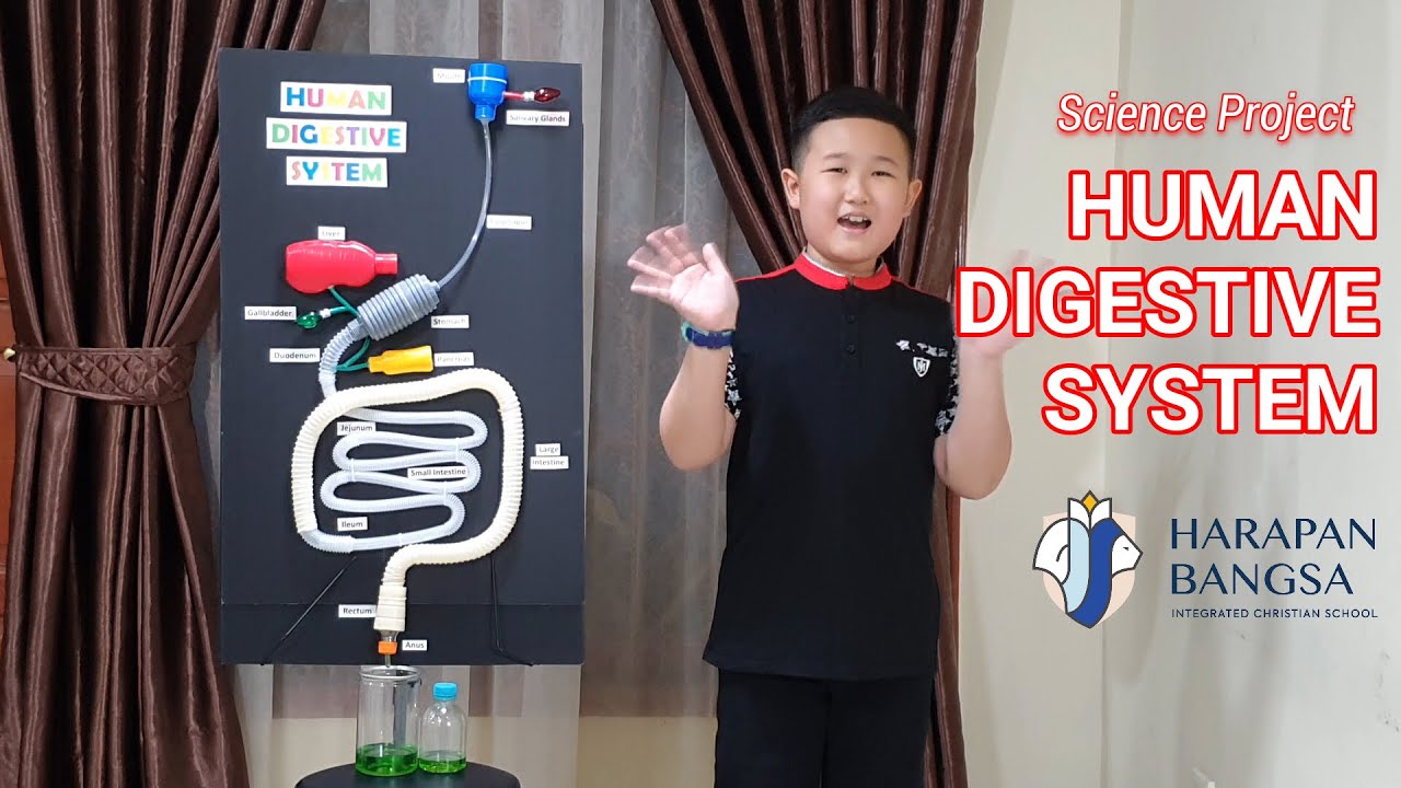 Science Project - Human Digestive System Working Model With Simulation ...
