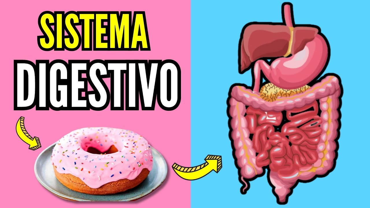 🍗 SISTEMA DIGESTIVO 🥨 sus partes, funcionamiento y órganos en la ...