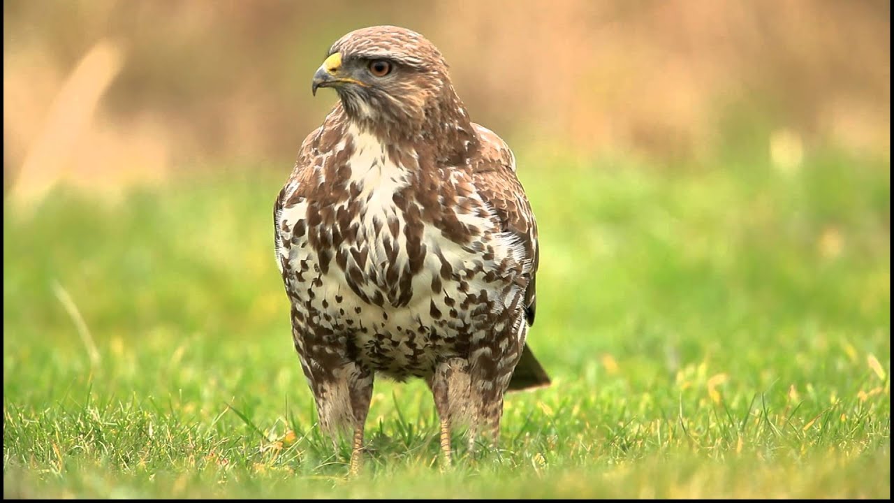 Buizerd - YouTube