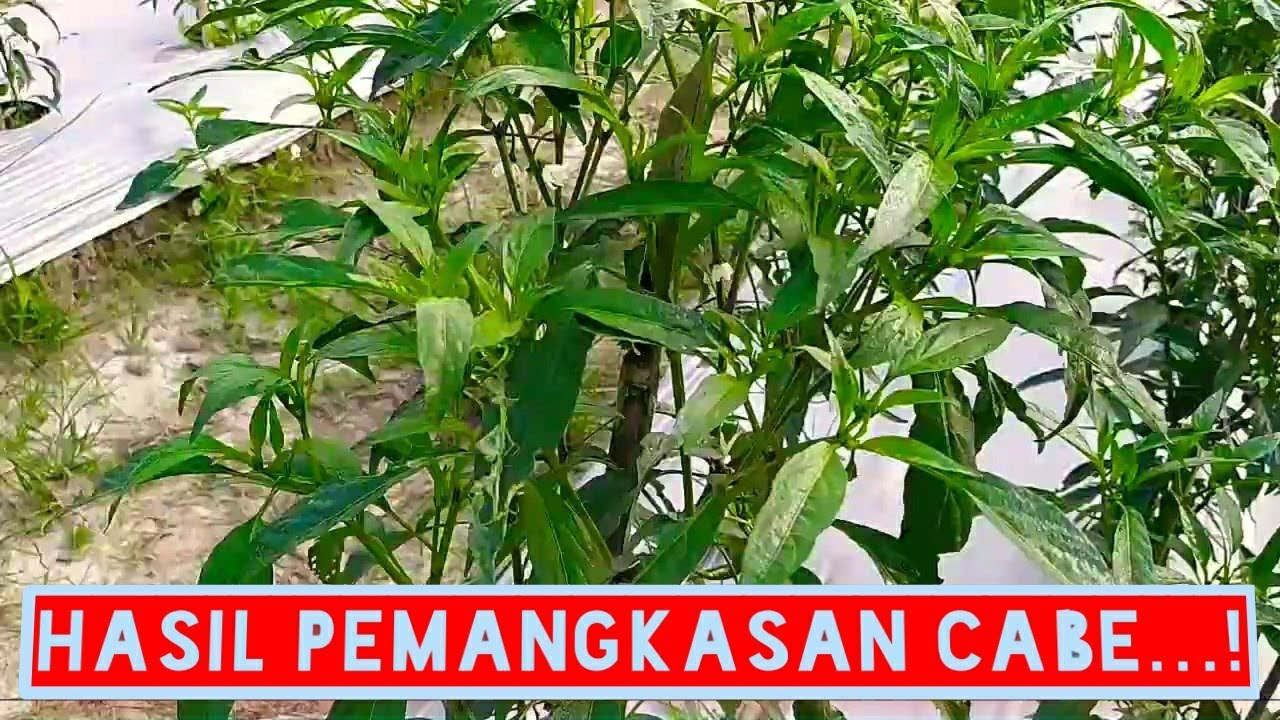 Hasil Pemangkasan Cabe....(terbaru) 2020 - YouTube