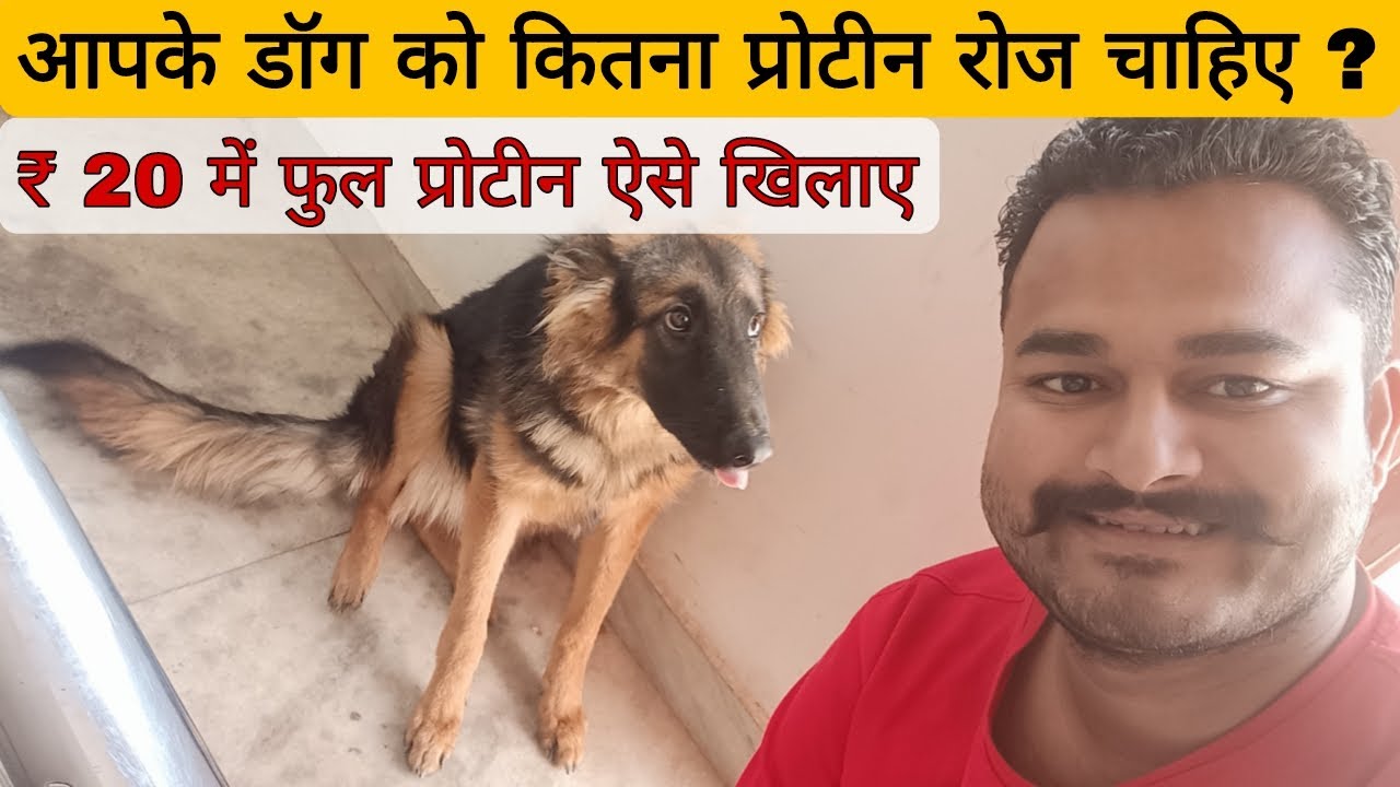 Dog ko tagda kese banaye ? Dog ko kitna meat khilaye / puppy ko tagda ...