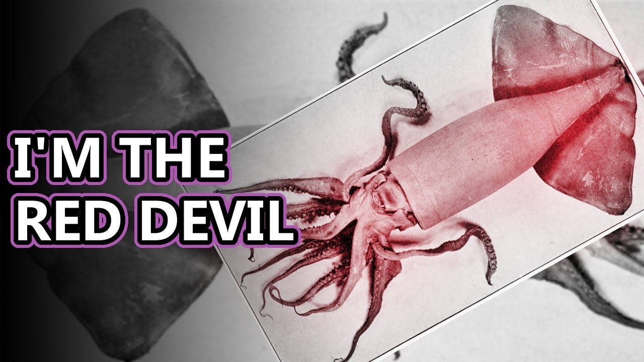 Red Devils Squid