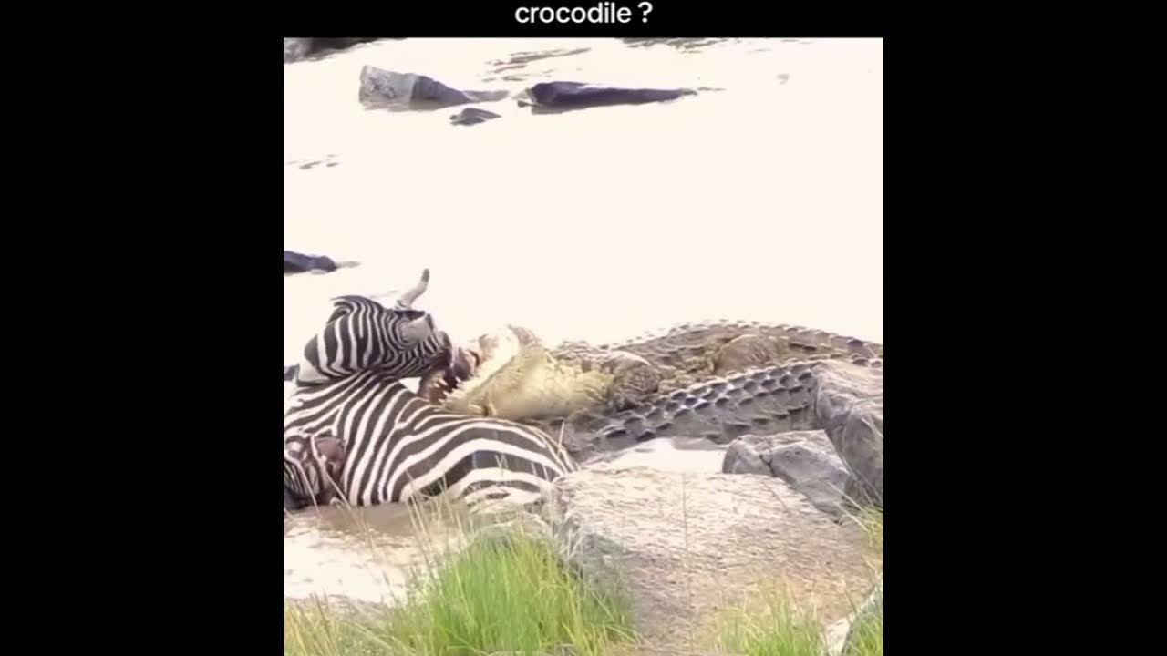 Crocodile ripped off Zebra face while crossing the lake. #animals # ...