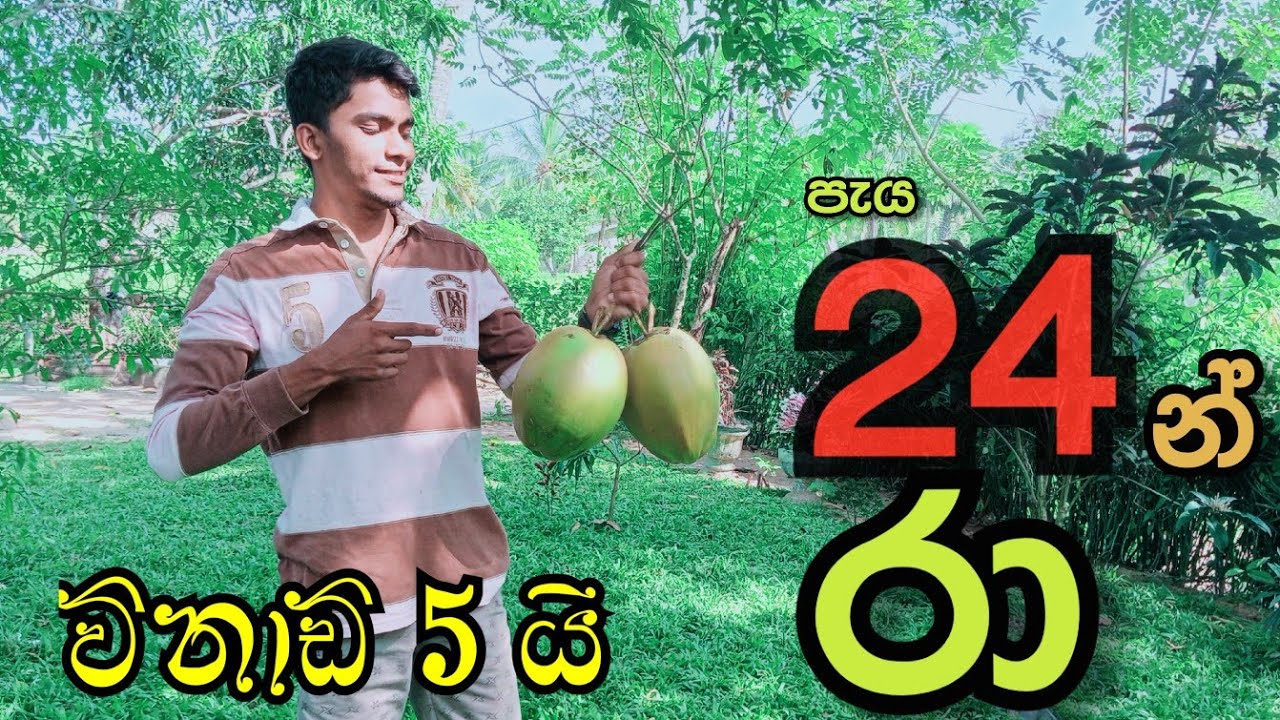 පොල් රා ගෙදර හදමු/homemade fresh arrack/pol raa..| Vanniya - වන්නිය # ...