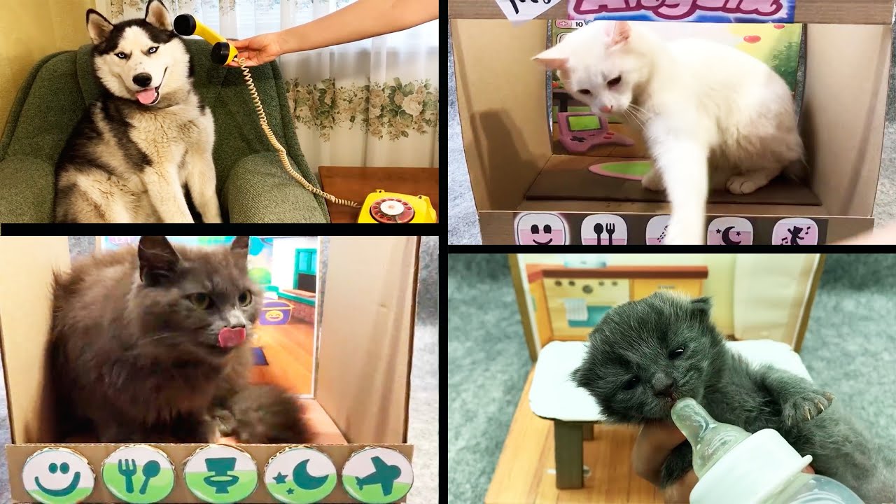 Big Collection My Talking Tom Friends in real life. DIY - YouTube