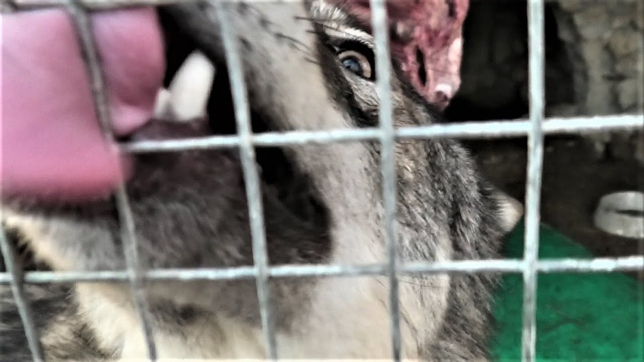 С Наступающим Новым Годом! У волчат шикарный подарок! Happy New Year ...