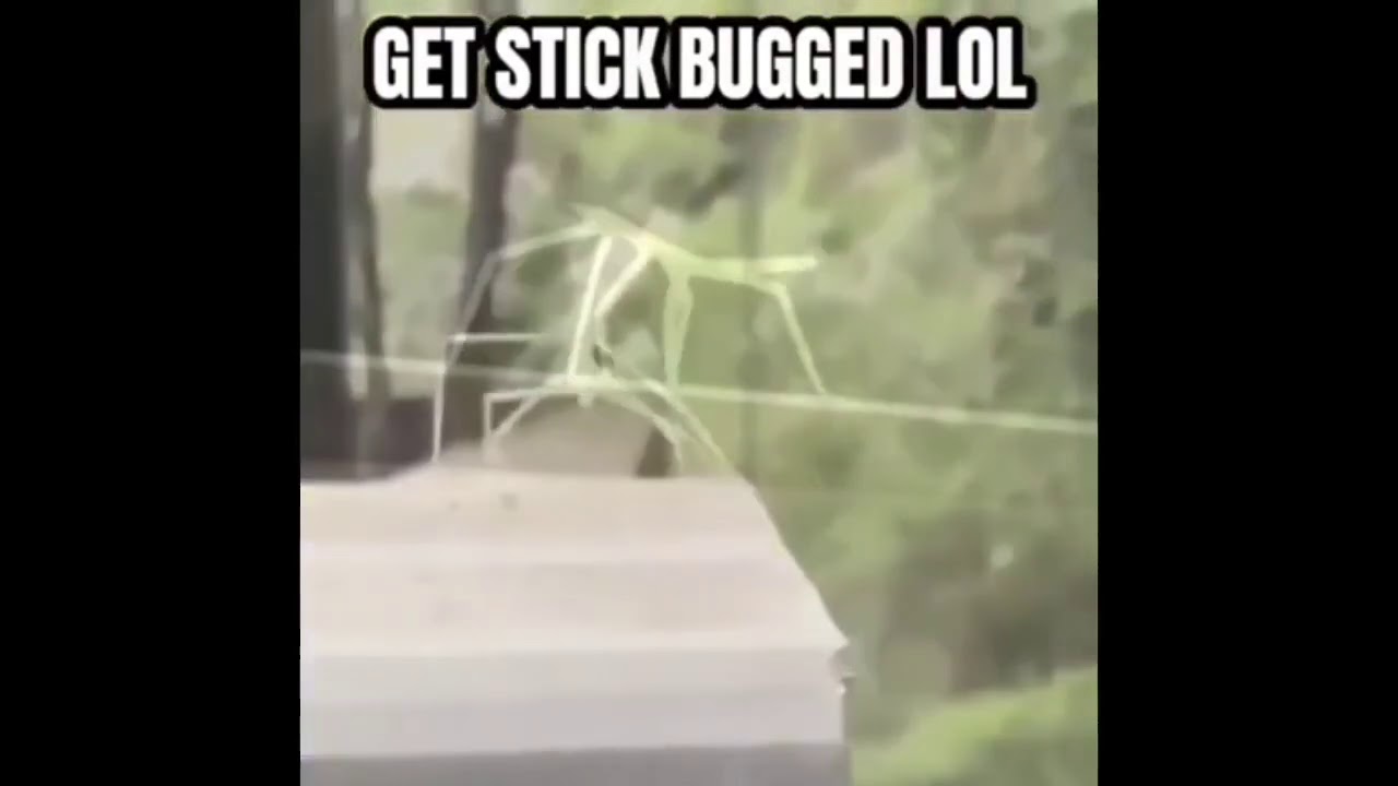 Stick bug meme 1 hour version - YouTube