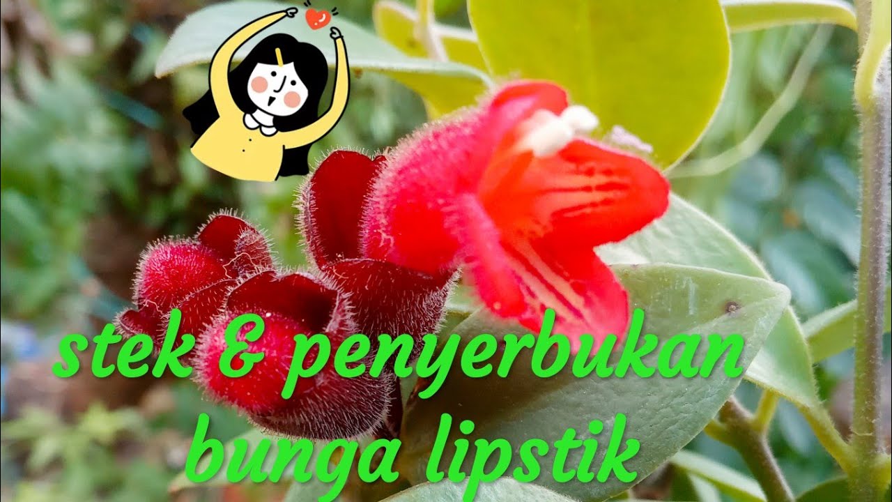 Stek dan penyerbukan bunga lipstik - YouTube