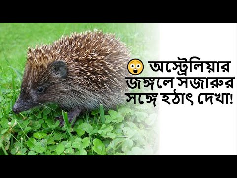 অস্ট্রেলিয়ার বনে সজারুর সঙ্গে হঠাৎ দেখা! 🦔 | Morning Bush Walk in ...