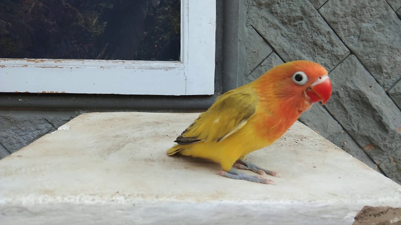 Indahnya anakan lovebird pied euwing double factor😍 - YouTube