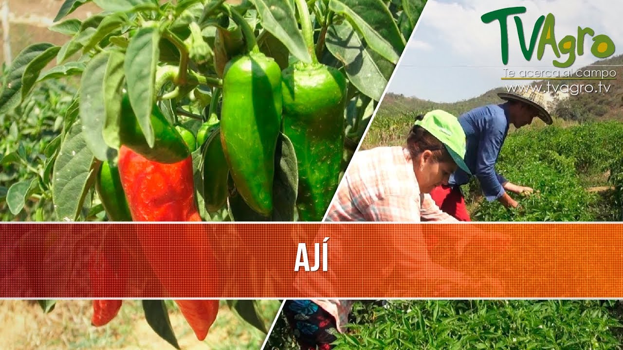 Beneficios de la Produccion de Aji - TvAgro por Juan Gonzalo Angel ...