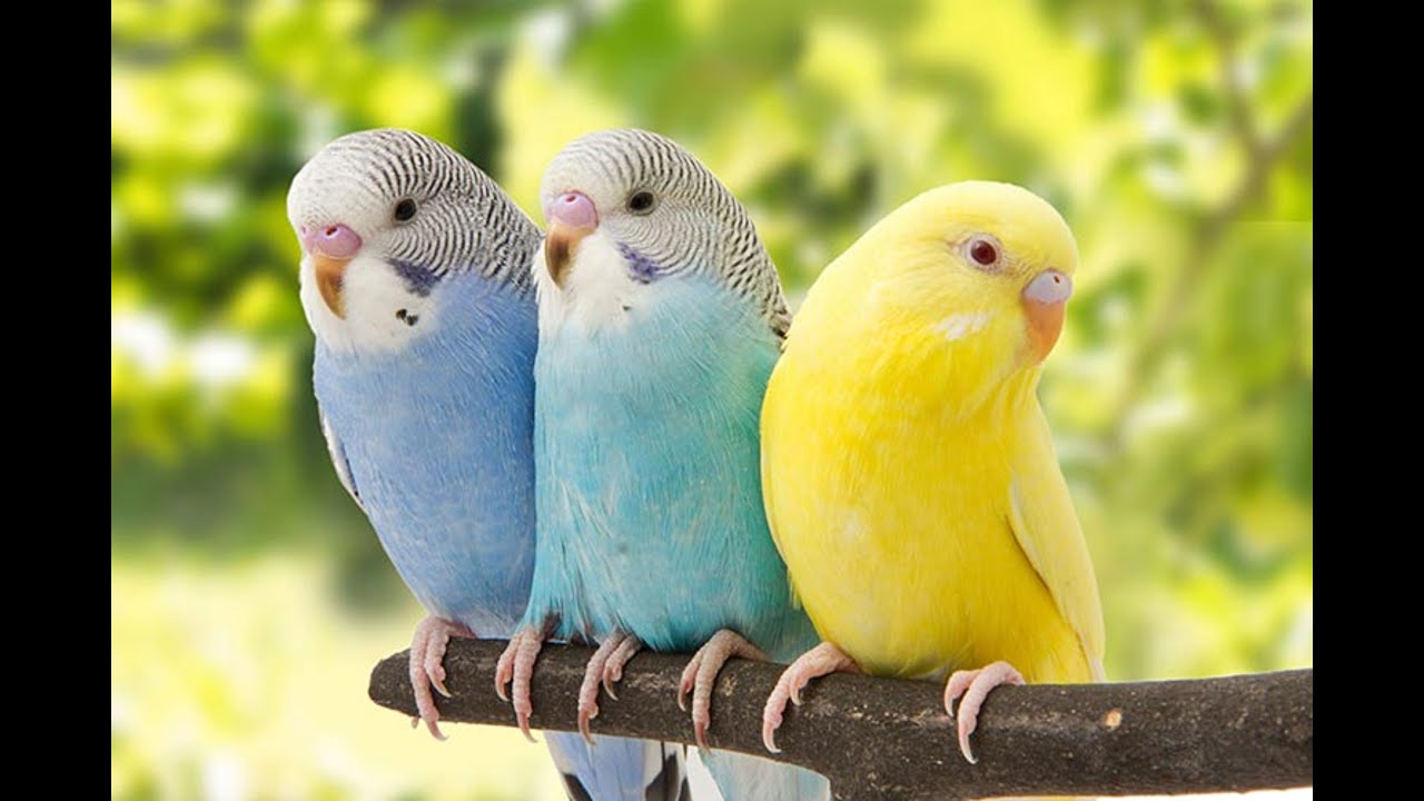 Cute , Chirpy Budgerigars In Mysore Zoo || Mysore Zoo Mysore Tourism ...