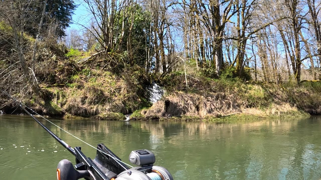 Springer Fishing The Cowlitz River Down By The Confluence Of The Toutle ...
