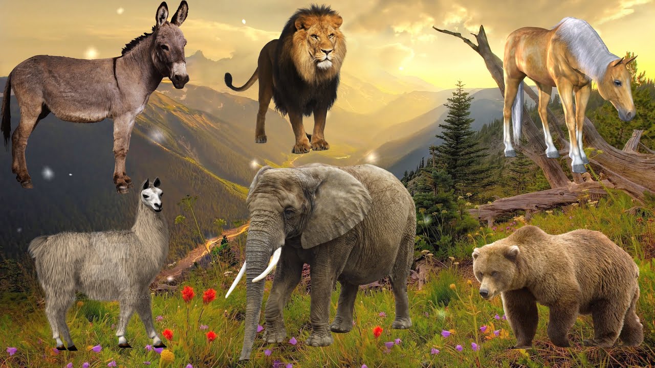 Animals video and sound us : bear , lama , horse , donkey , elephant ...