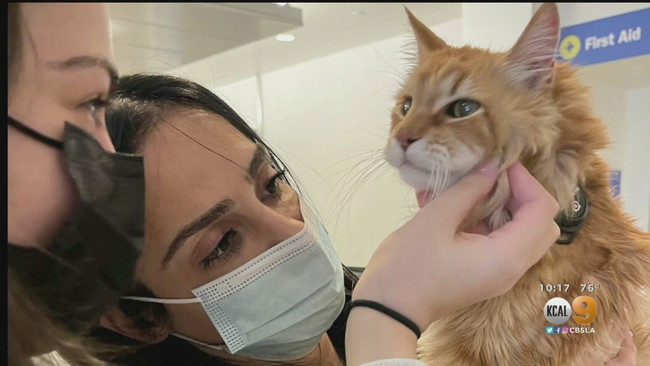 Cat Dies In Cargo Area Of Plane During International Flight YouTube cat-dies-in-cargo-area-of-plane-during-international-flight-youtube