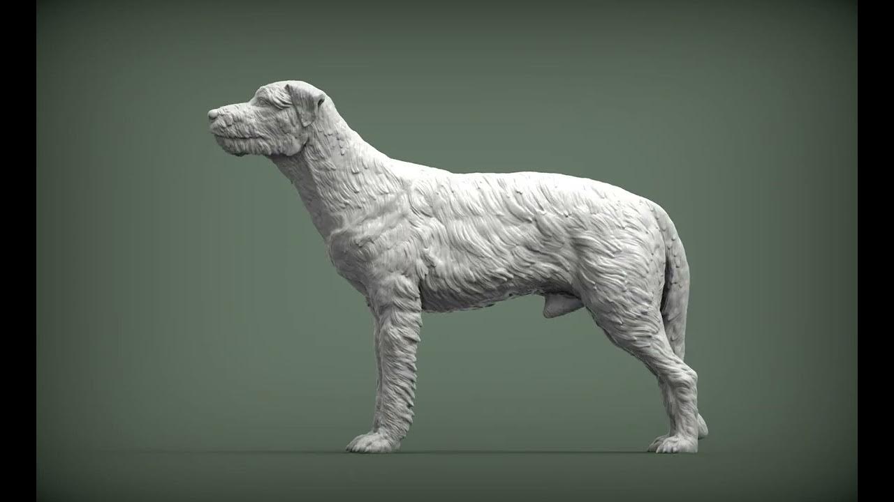 Irish Wolfhound - YouTube