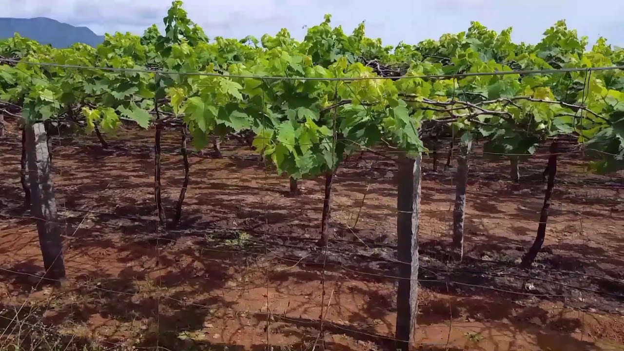 Grape farm ,Theni Thamilnadu - YouTube