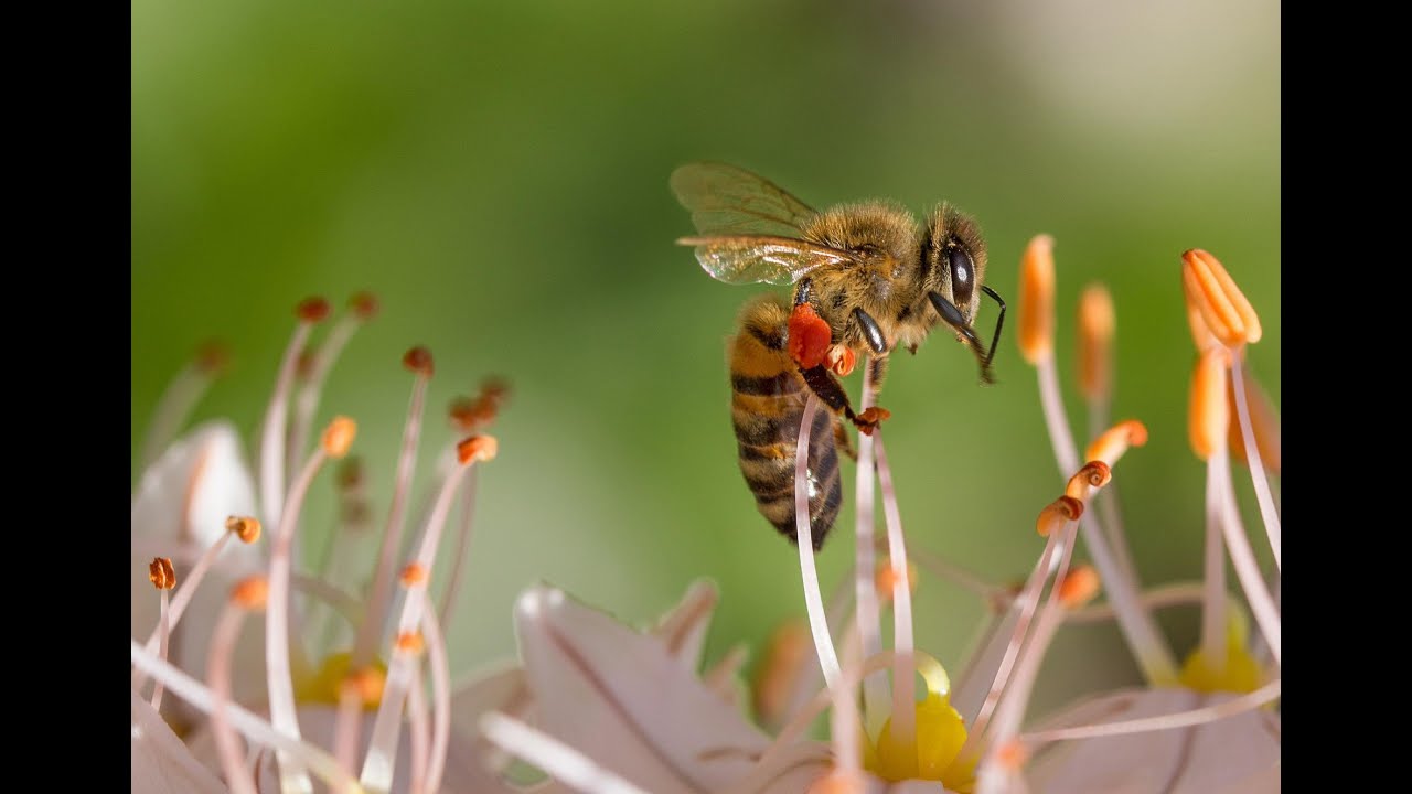 BEES | WHITE NOISE | 50 minutes Relaxing sounds studying, sleep fast ...