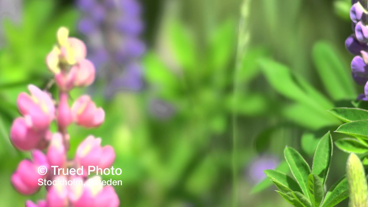 Lupinus in 4K UHD - Smooth Transition Focus - YouTube