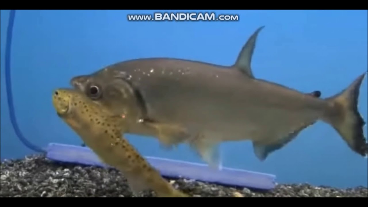 Collection of Top Predator Fresh water Fishes Updated - YouTube