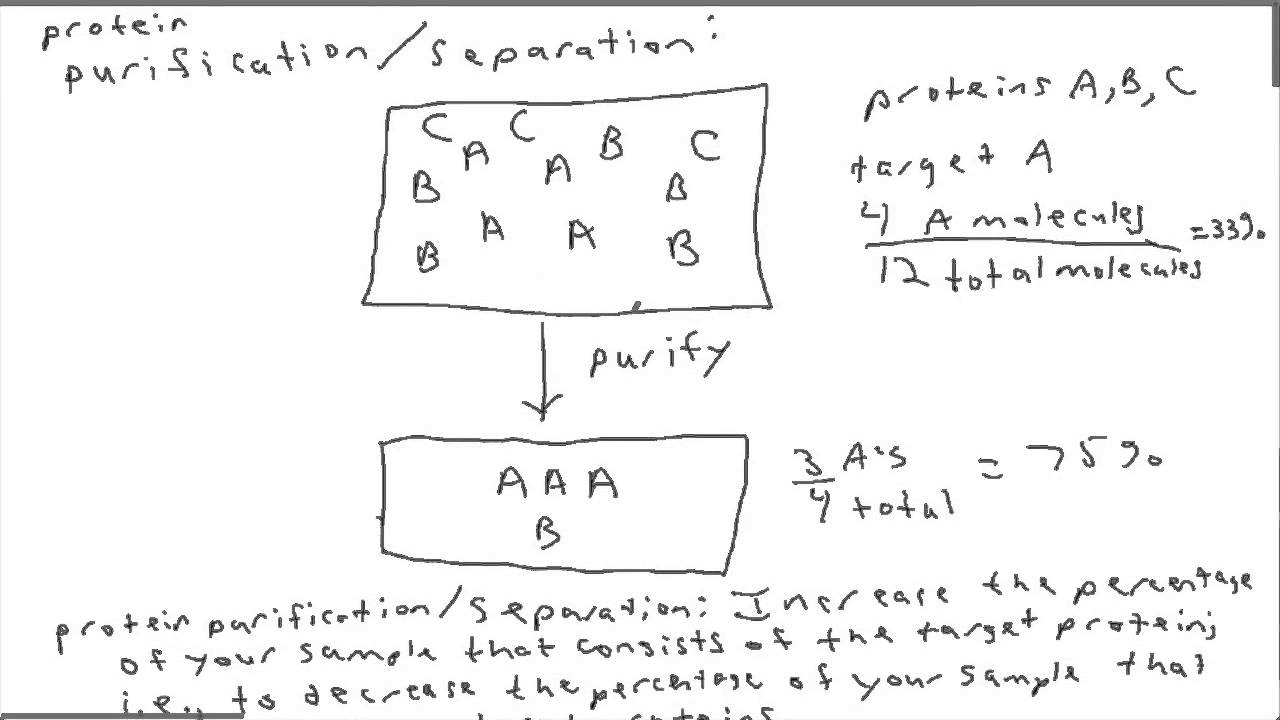 Biochemistry: Protein separation and purification - YouTube
