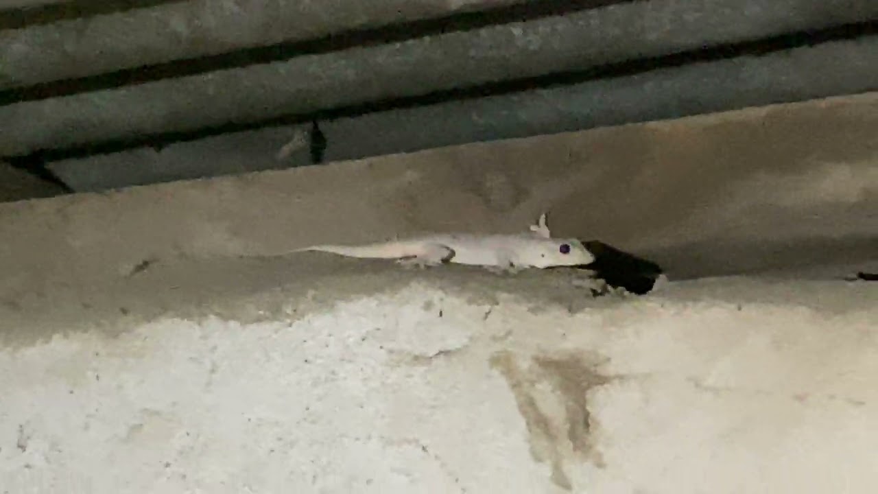 Chipkali/mausuli/chhipkali house gecko in our toilet wall, Vijayanagar ...